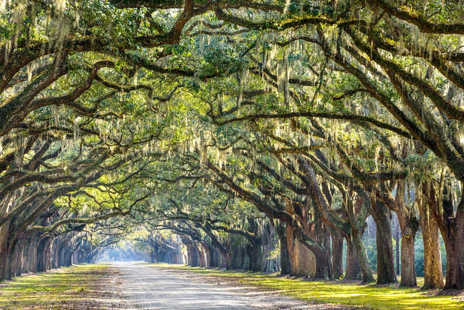 Wormsloe Wallpapers - Wallpaper Cave
