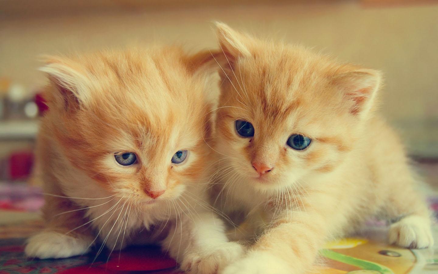 Orange Cats Wallpapers - Wallpaper Cave