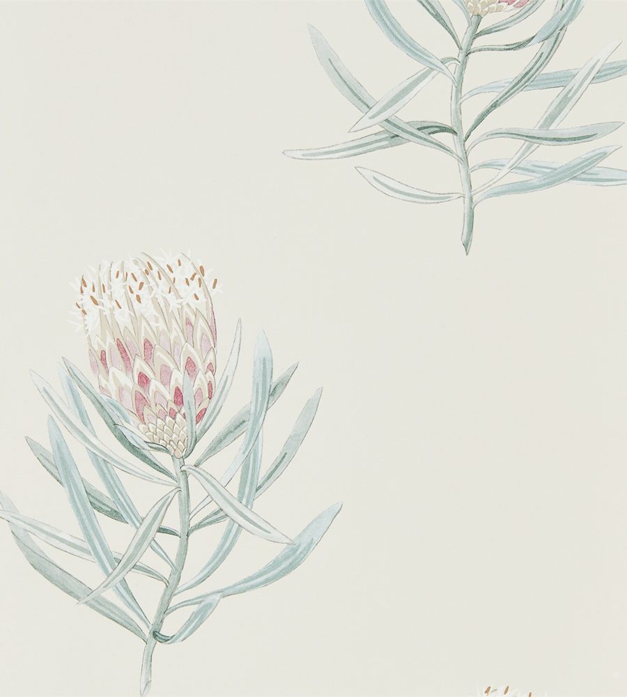 Protea Wallpapers - Wallpaper Cave