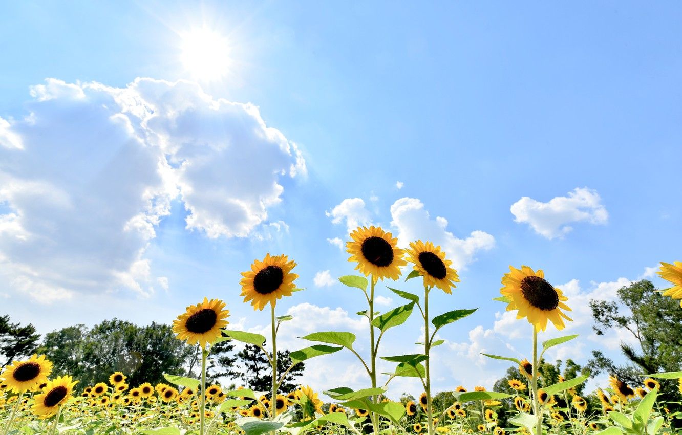 Sunflowers Sky Wallpapers - Wallpaper Cave