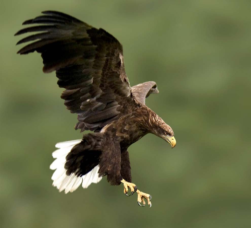Wedge Tailed Eagle Wallpapers - Wallpaper Cave