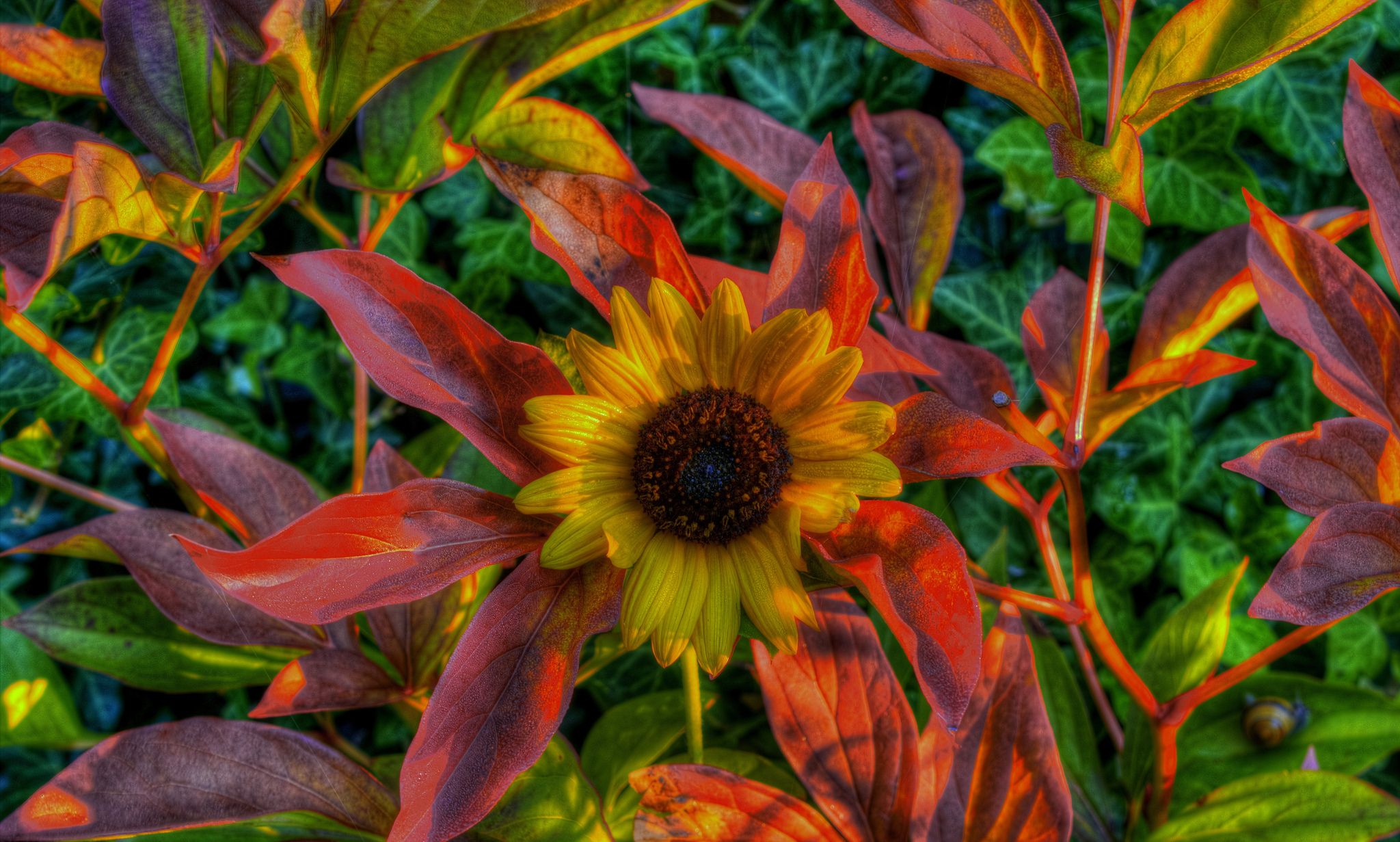 Autumn With Sunflowers Wallpapers - Wallpaper Cave