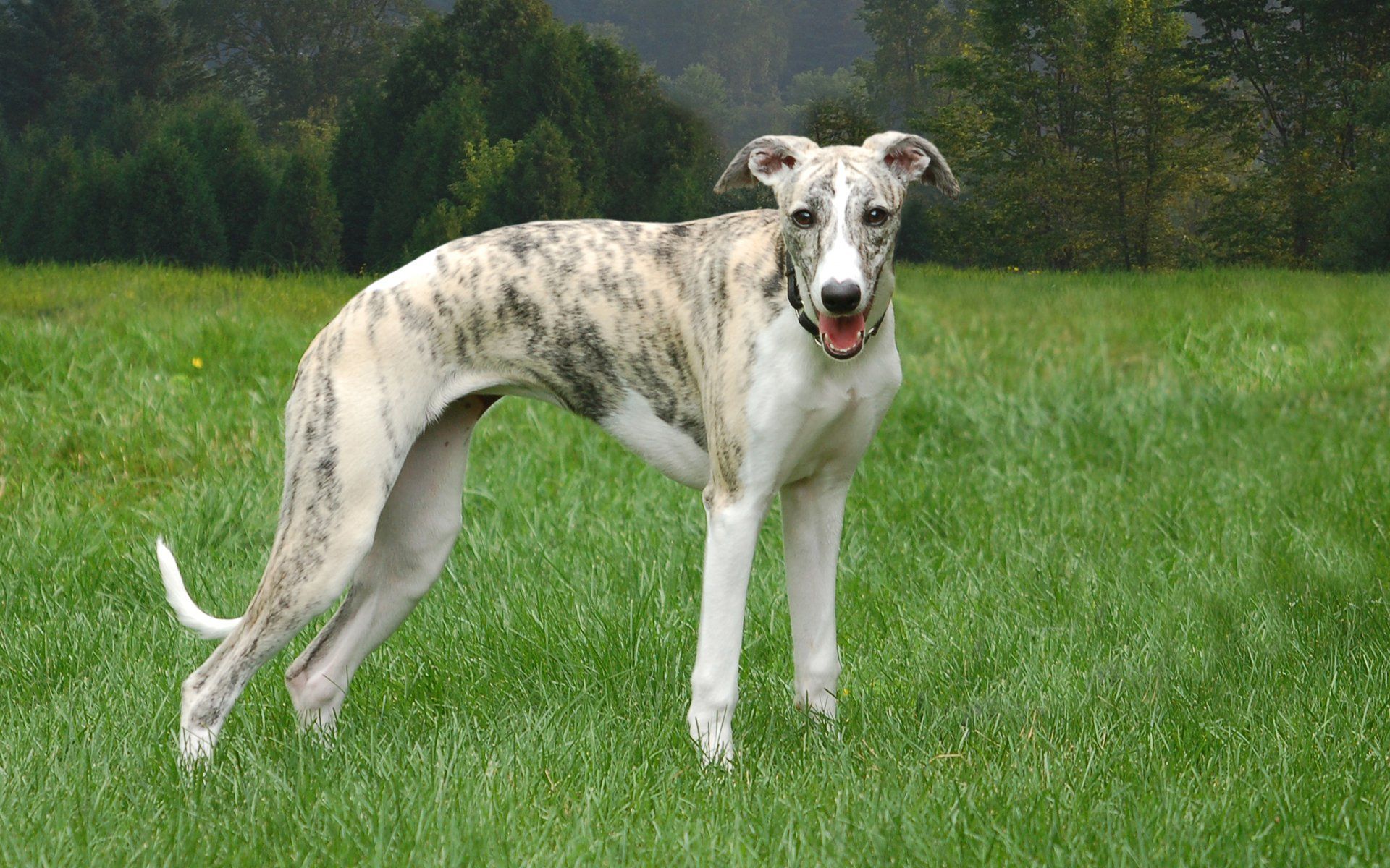 Whippet Wallpapers - Wallpaper Cave