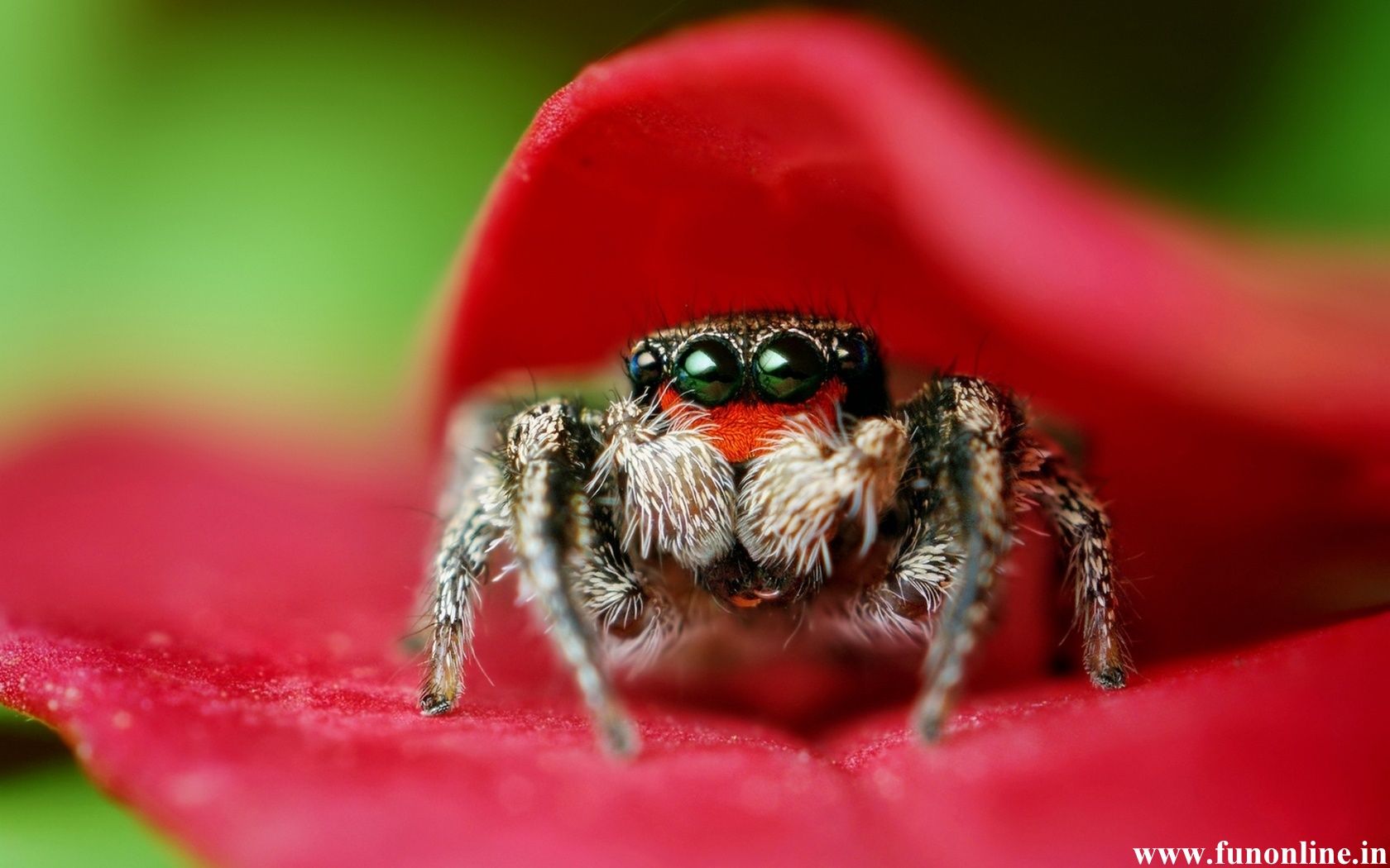 Spider Cute Wallpapers - Wallpaper Cave