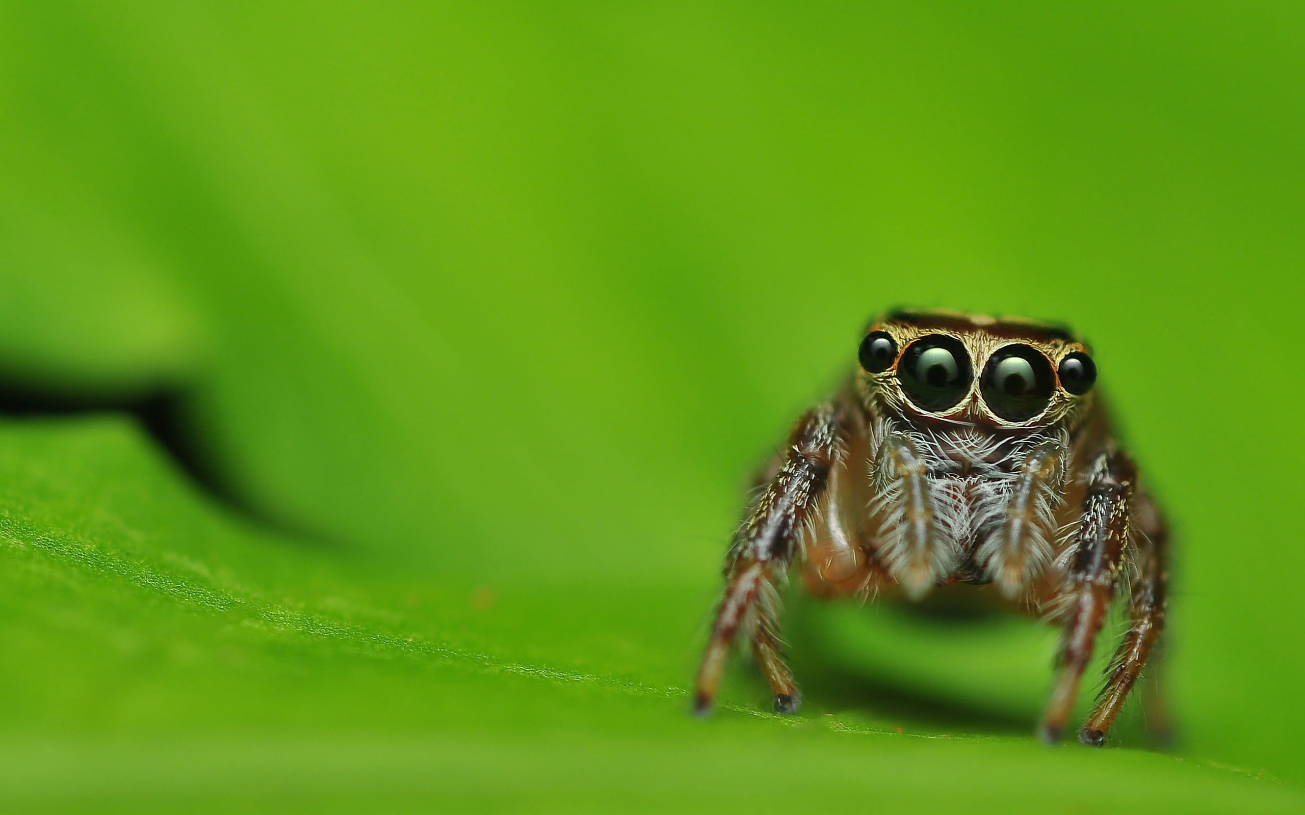 Spider Cute Wallpapers - Wallpaper Cave
