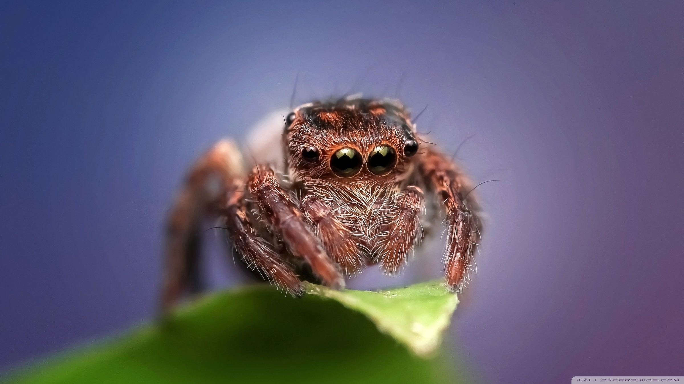 Spider Cute Wallpapers - Wallpaper Cave