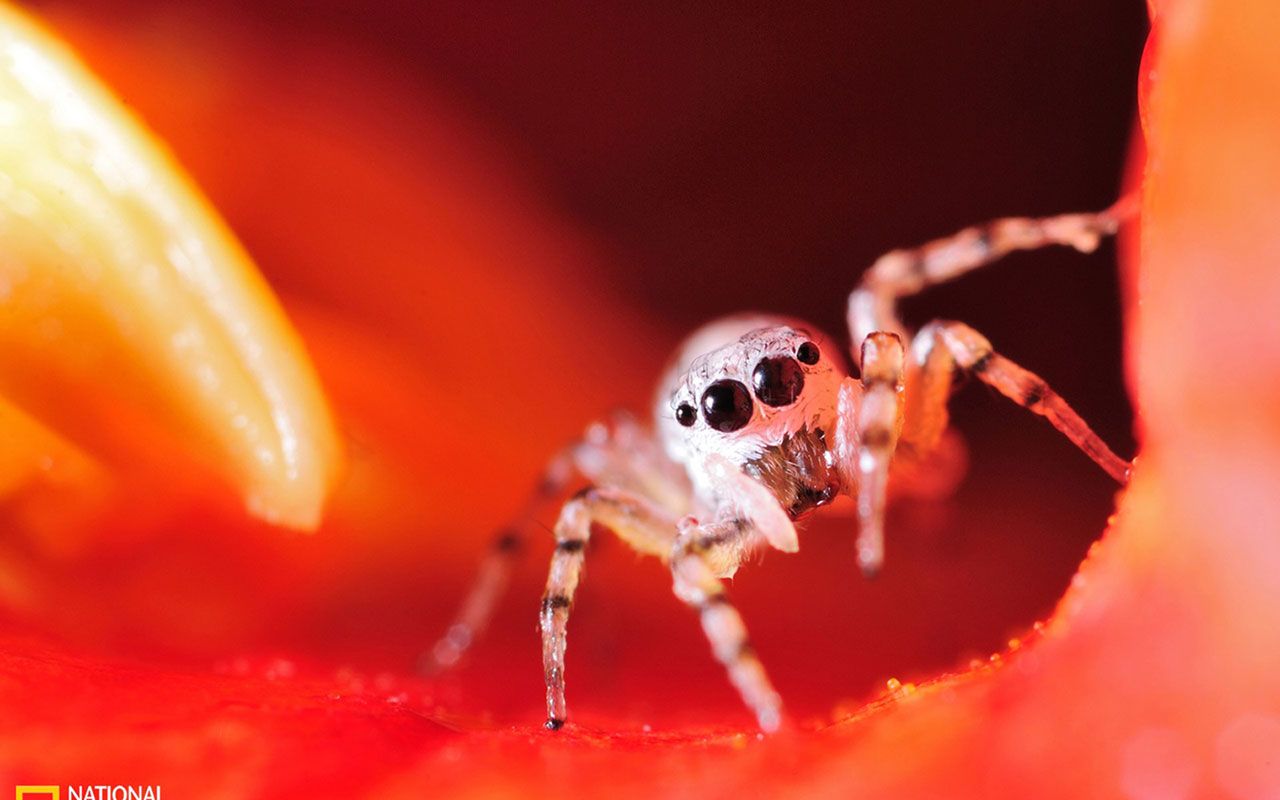 Spider Cute Wallpapers - Wallpaper Cave