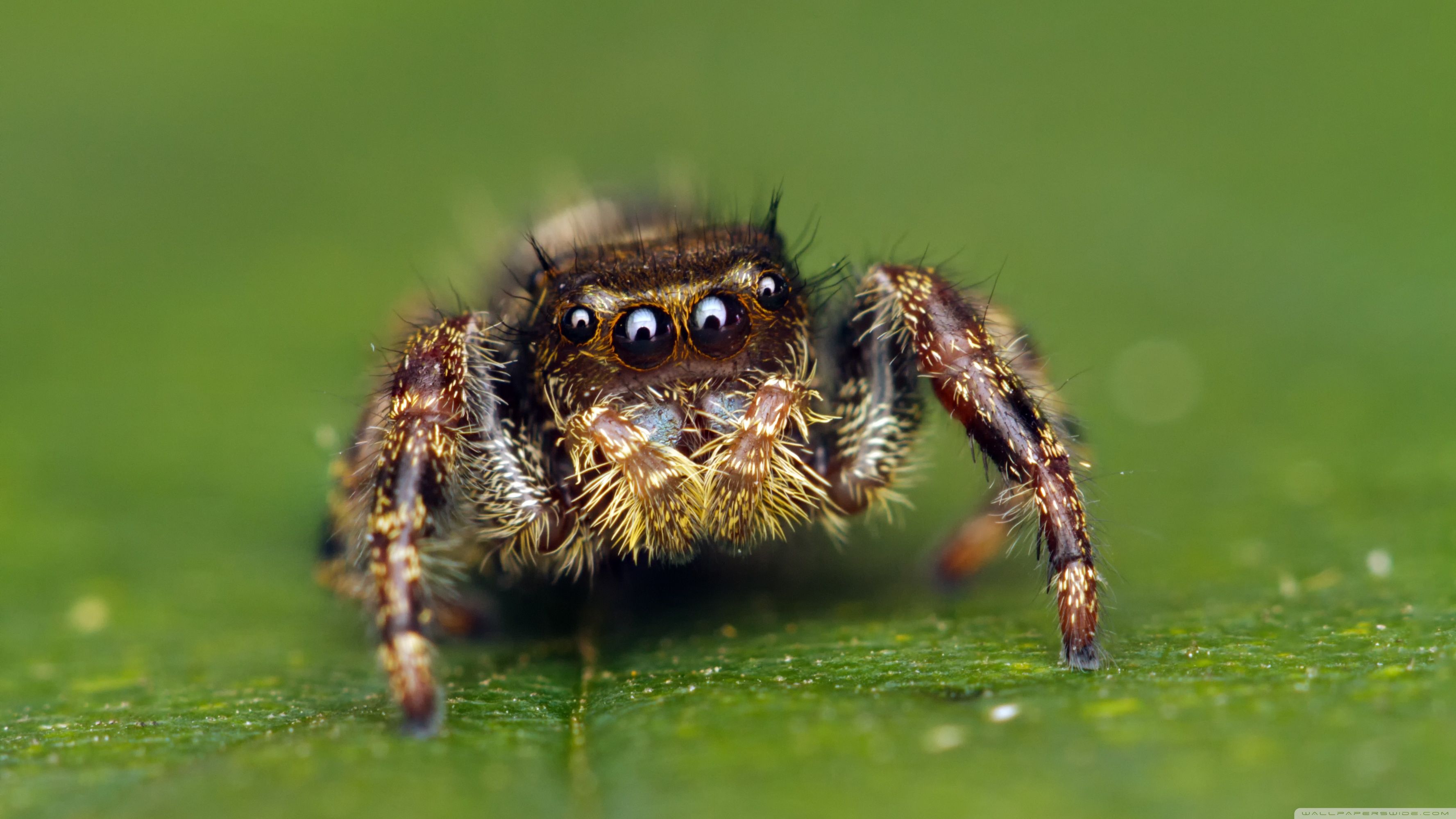 Spider Cute Wallpapers - Wallpaper Cave