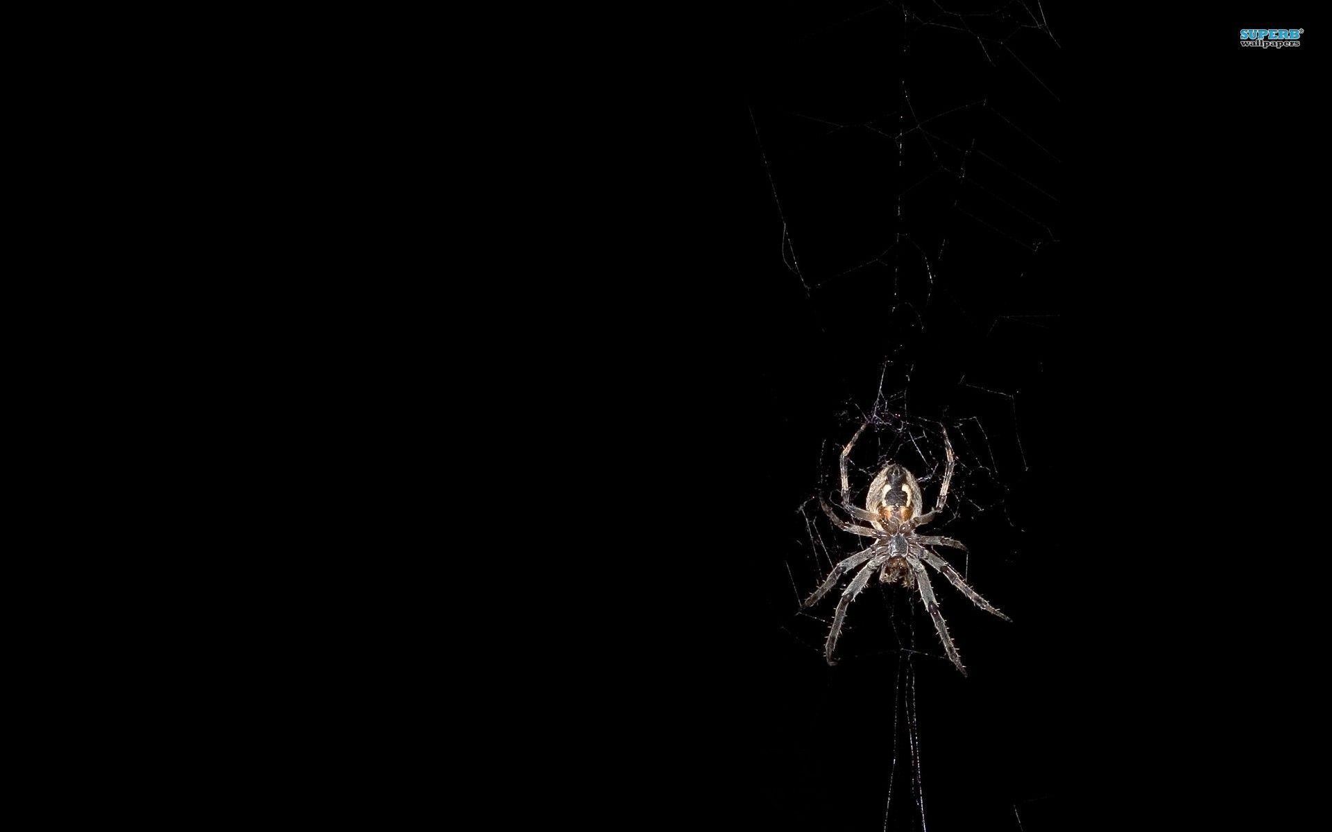 Spider Cute Wallpapers - Wallpaper Cave