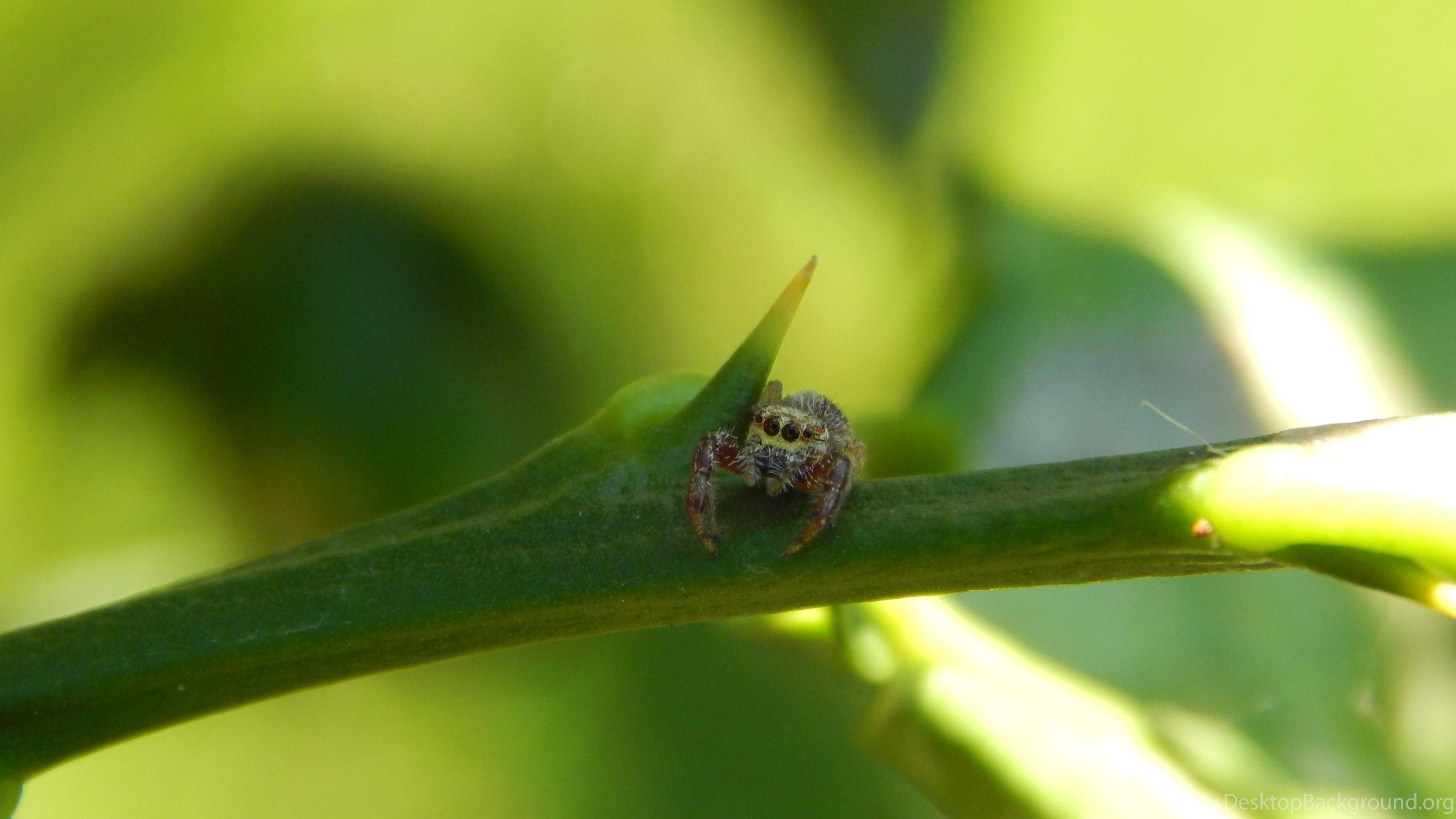 Spider Cute Wallpapers - Wallpaper Cave