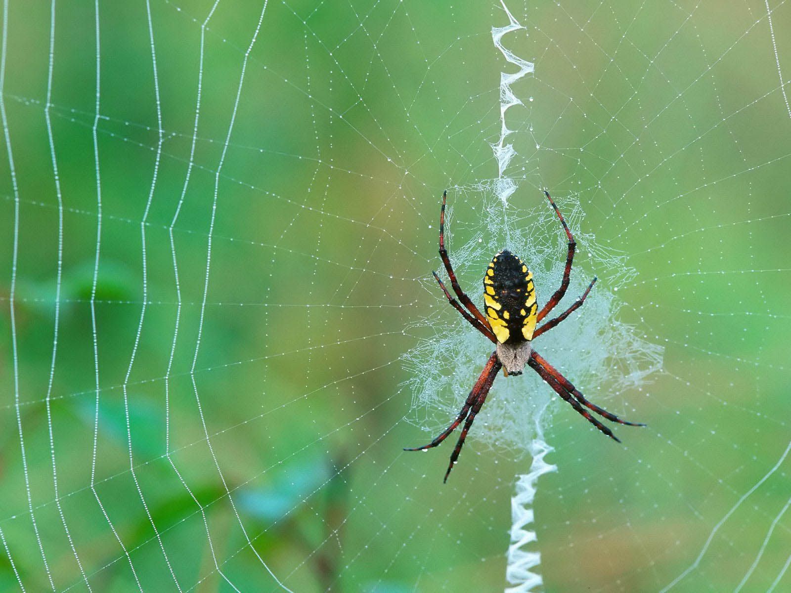 Spider Cute Wallpapers - Wallpaper Cave