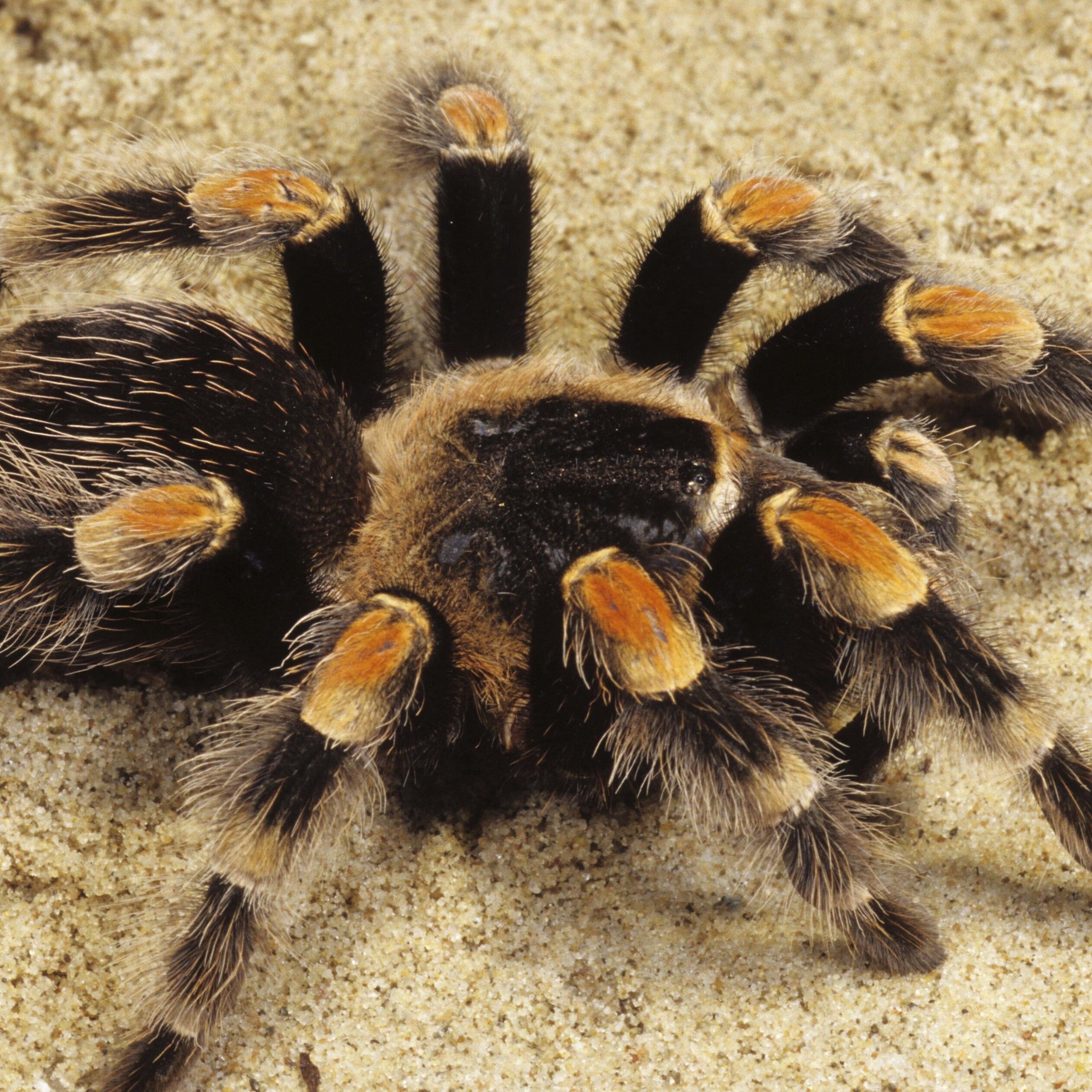 Spider Cute Wallpapers - Wallpaper Cave
