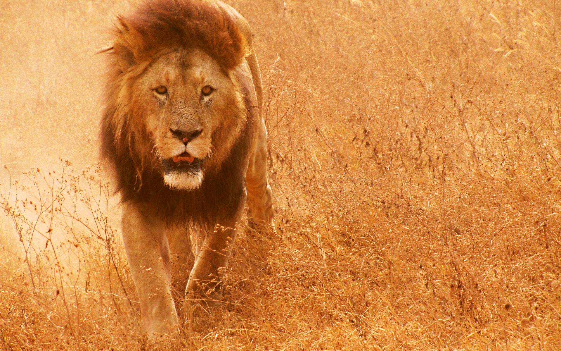 Lion Walking Wallpapers - Wallpaper Cave