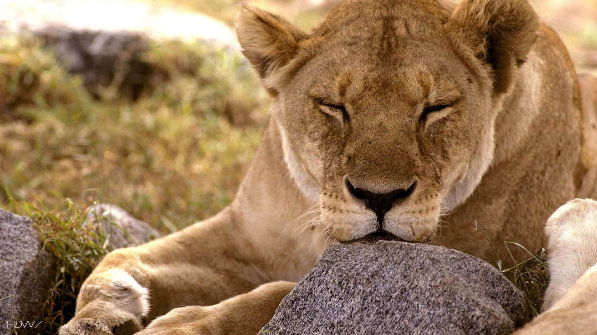 African Lion Wallpapers - Wallpaper Cave