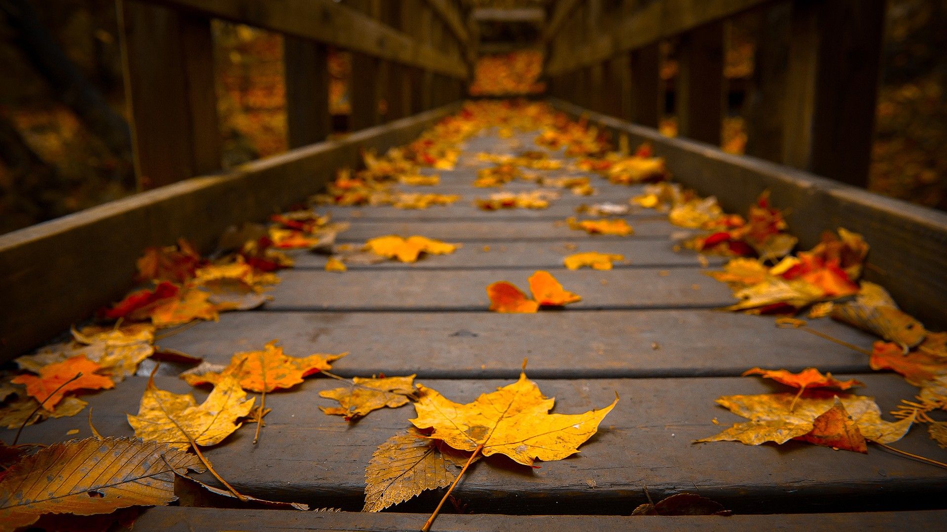 Autumn Bridge Images Wallpapers - Wallpaper Cave