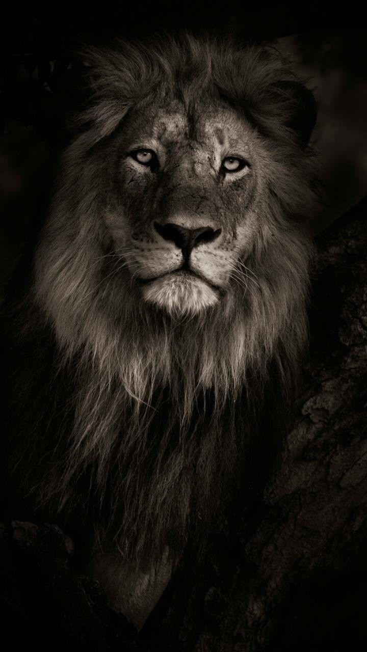 Lion Phone Wallpapers - Wallpaper Cave