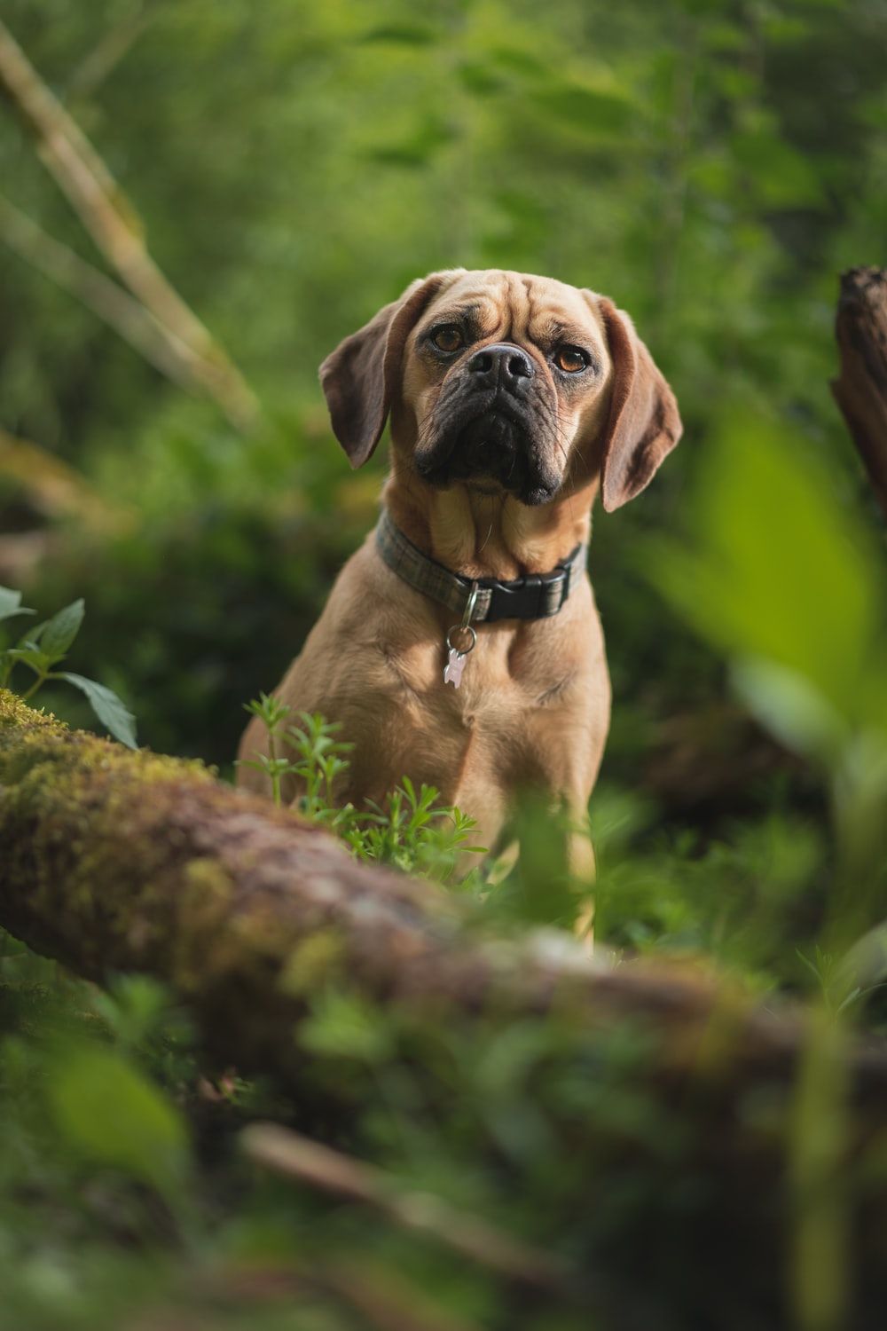 Puggle Wallpapers - Wallpaper Cave