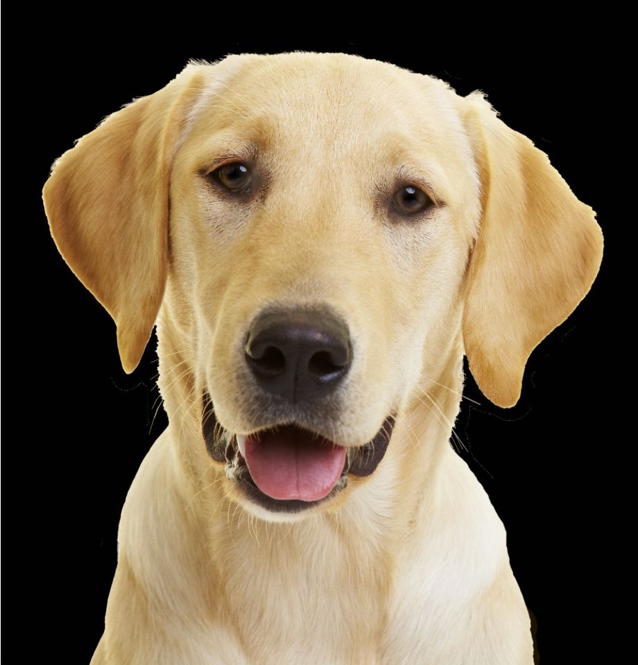 Yellow Labs Wallpapers - Wallpaper Cave