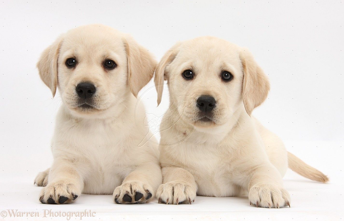 Yellow Labs Wallpapers - Wallpaper Cave