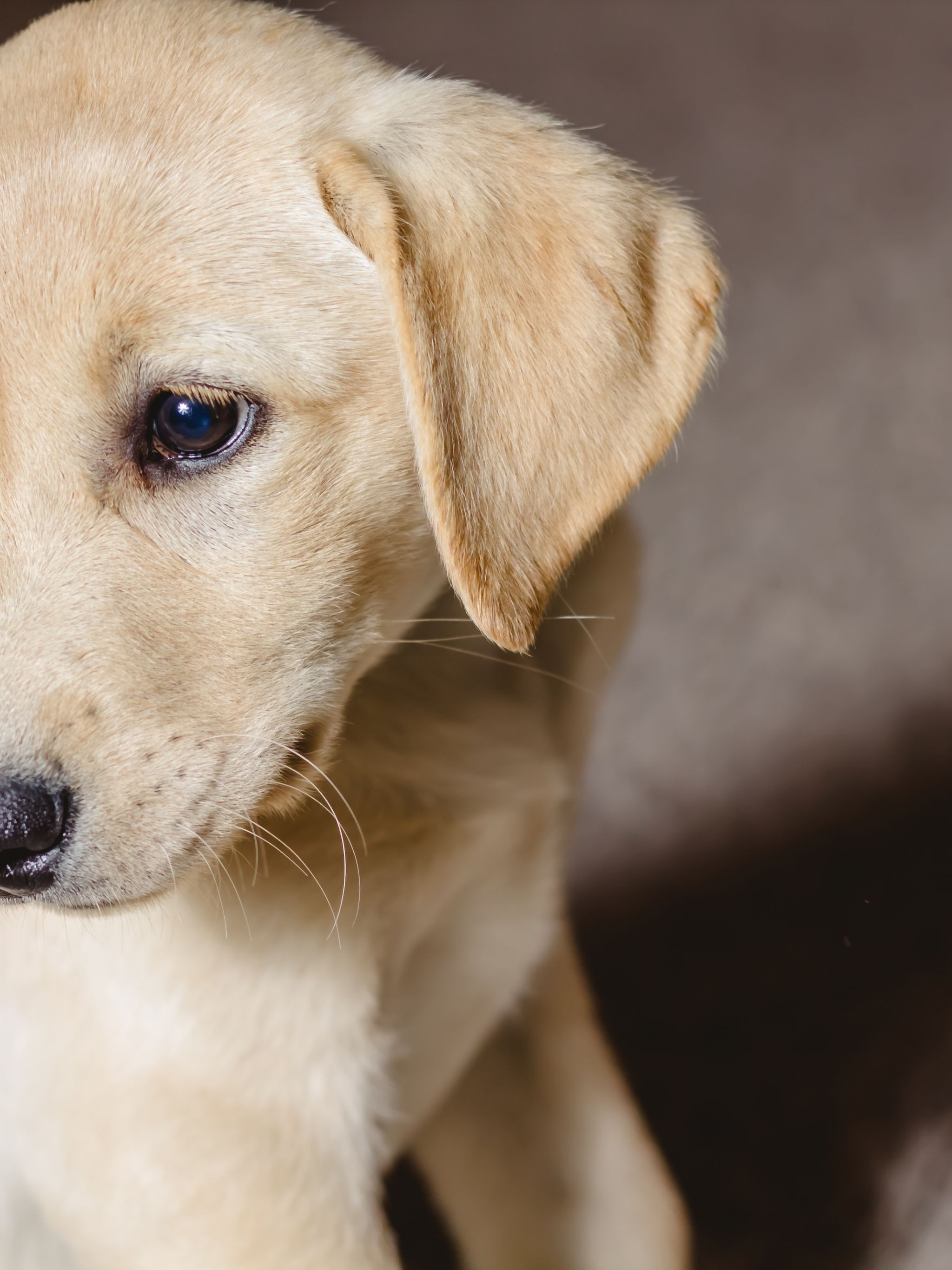 Yellow Labs Wallpapers - Wallpaper Cave