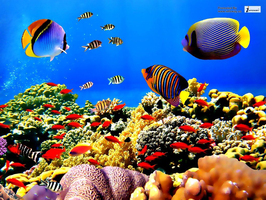 Reef Fish Wallpapers - Wallpaper Cave