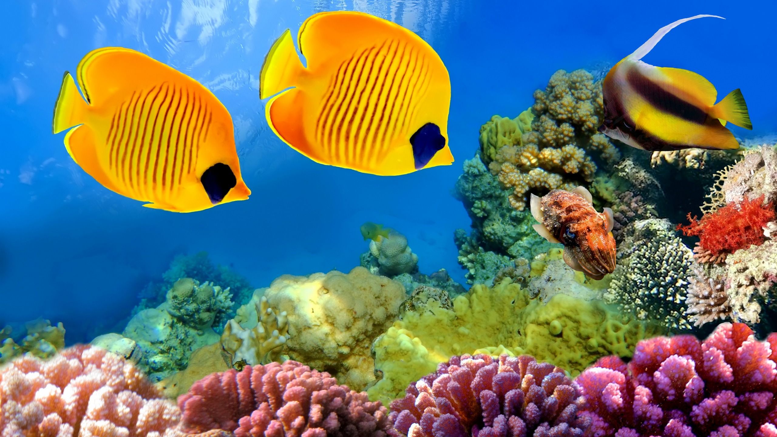 Reef Fish Wallpapers - Wallpaper Cave