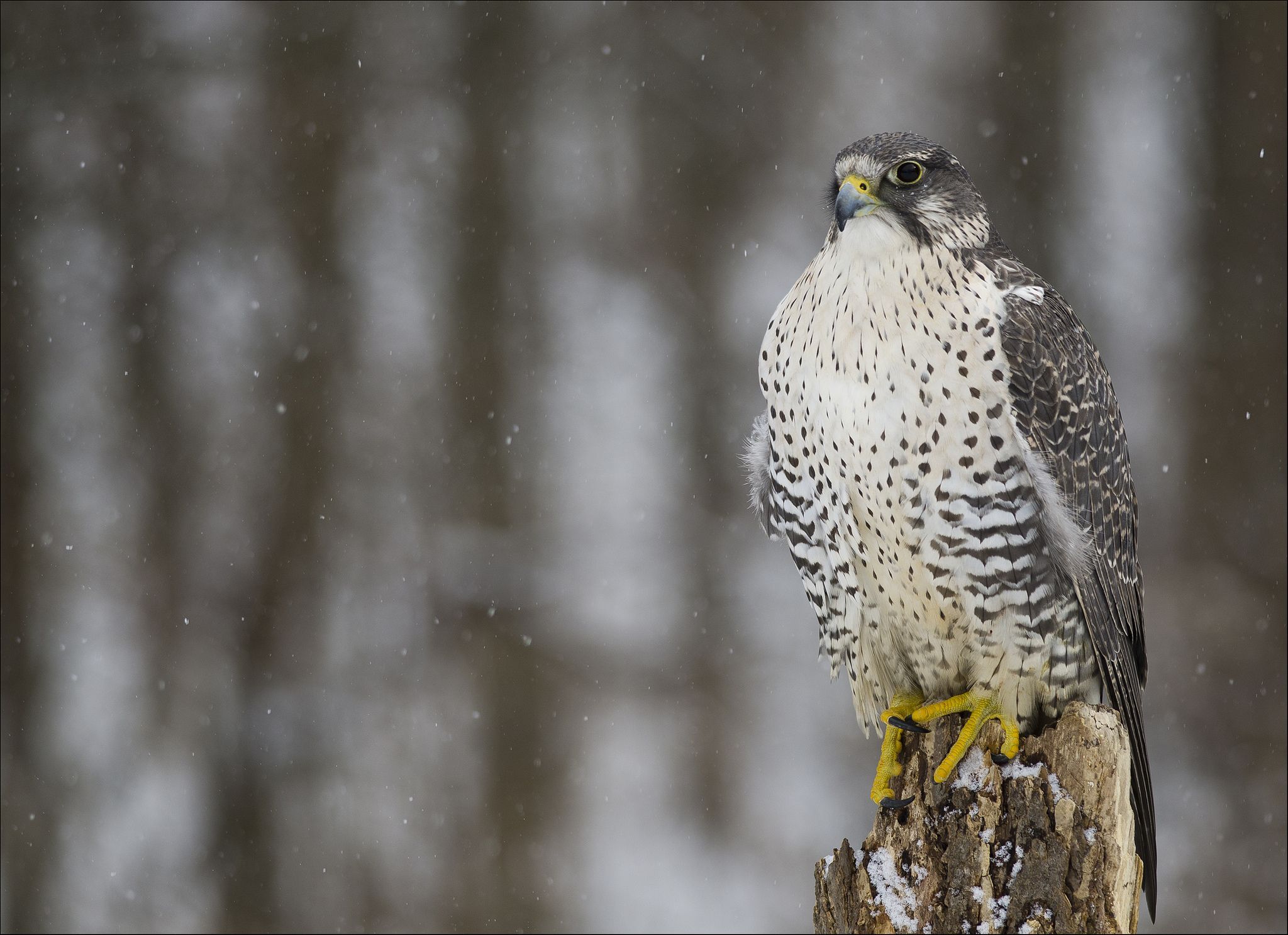 Falcon Computer 4k Wallpapers - Wallpaper Cave