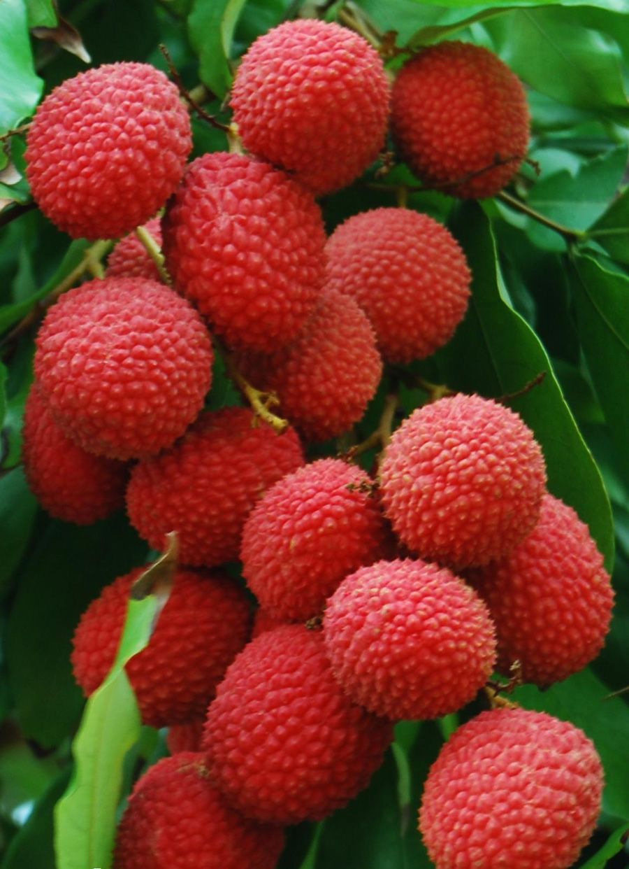 Lychee Wallpapers - Wallpaper Cave