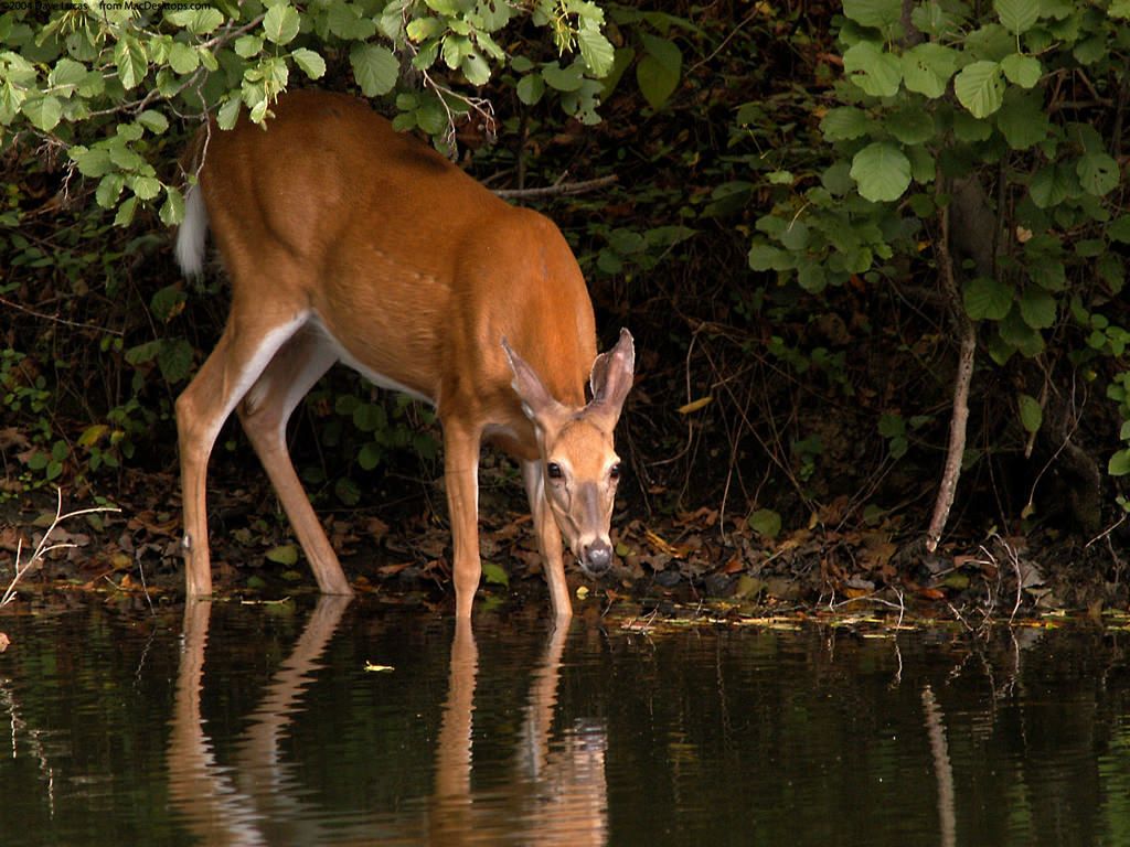 Doe Pics Wallpapers - Wallpaper Cave