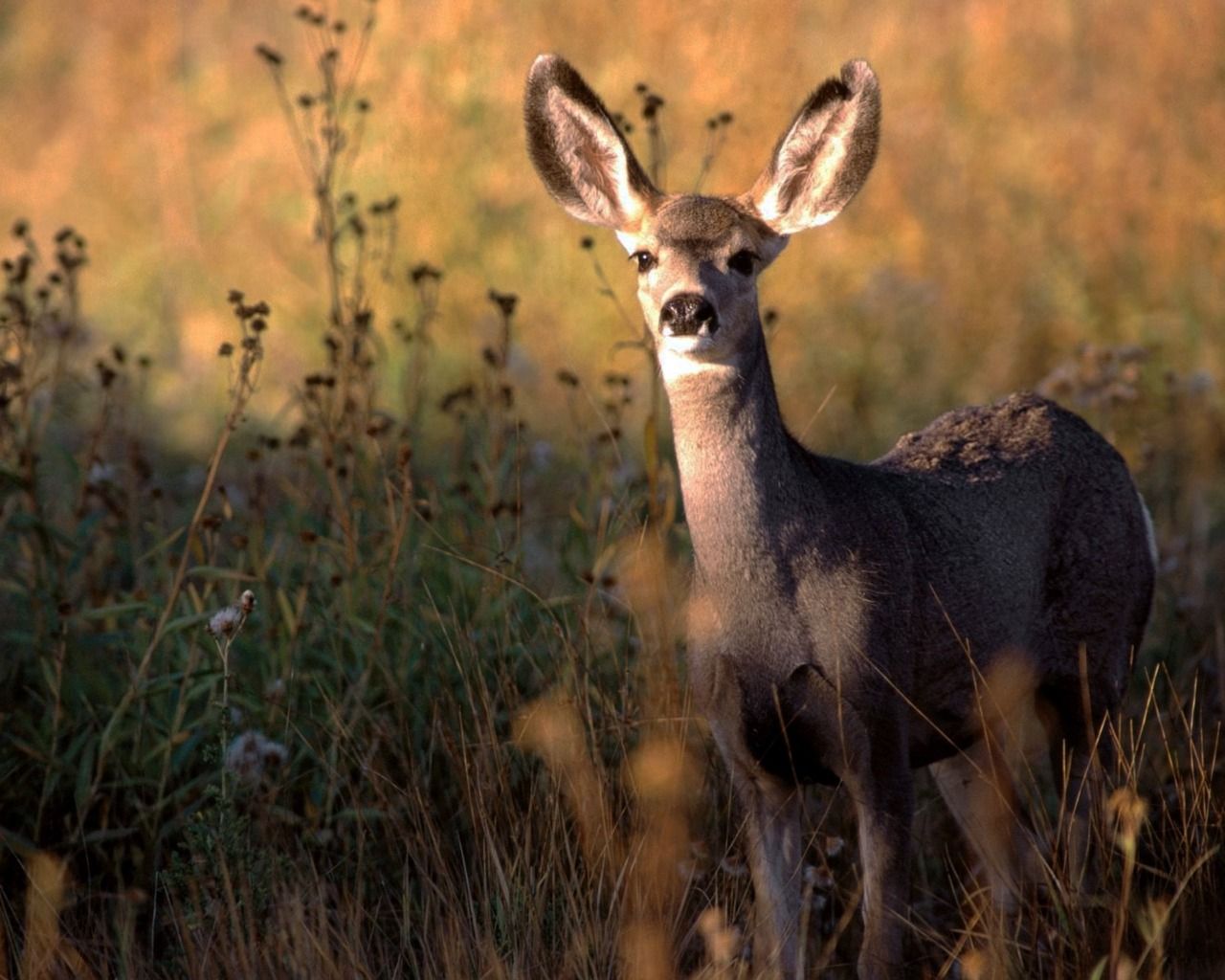 Doe Pics Wallpapers - Wallpaper Cave