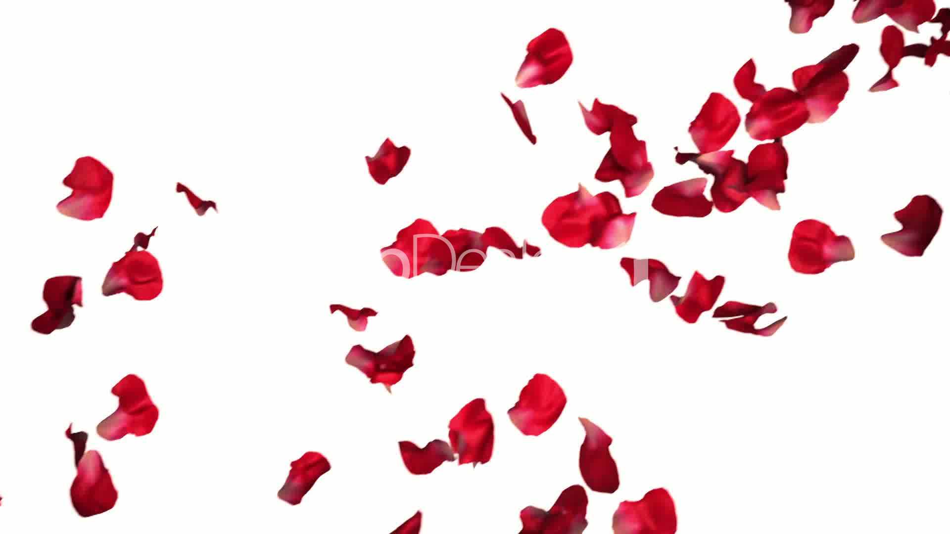 Rose Petals Wallpapers Wallpaper Cave