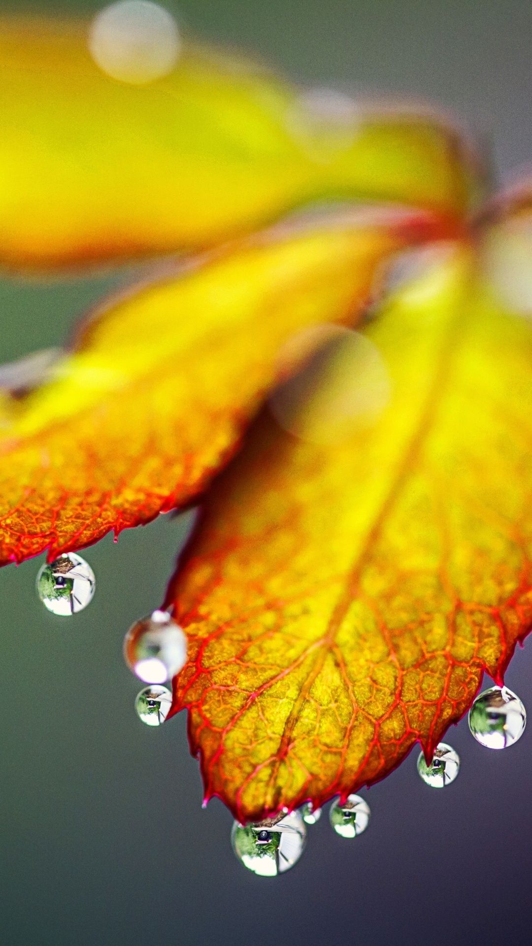 Android Rain Water Wallpapers - Wallpaper Cave