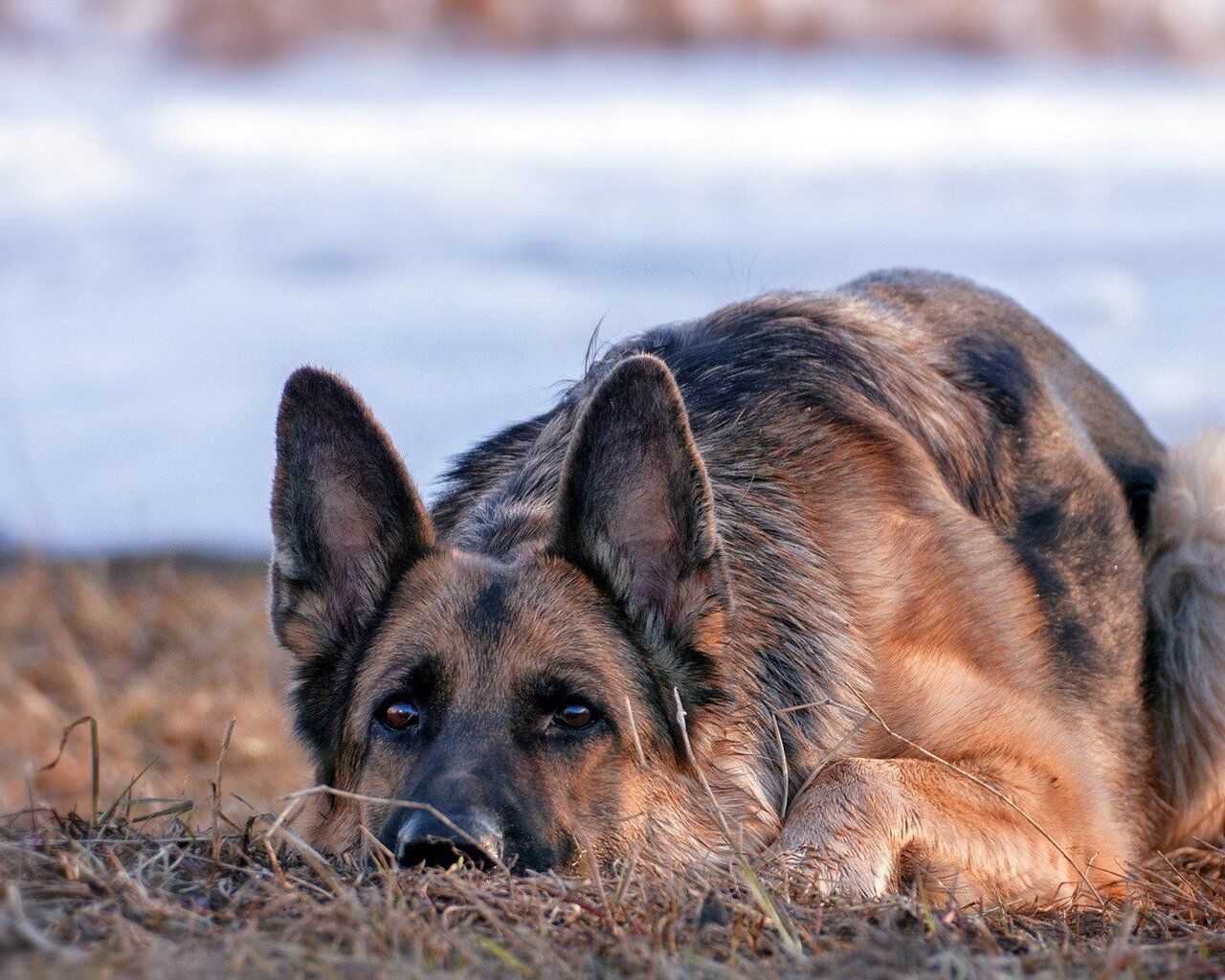 Fall German Shepherd Wallpapers - Wallpaper Cave