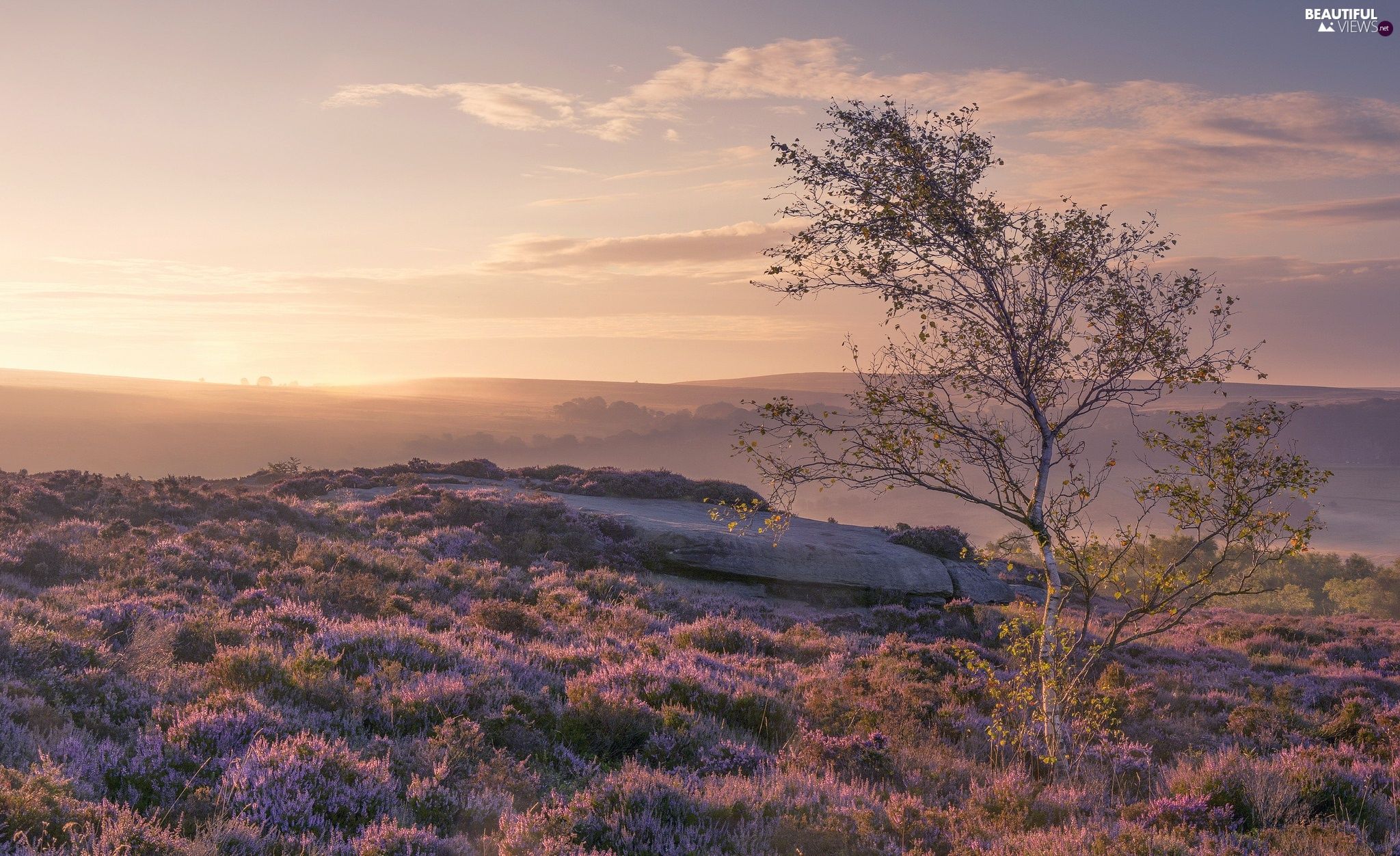 Autumn Heather Wallpapers - Wallpaper Cave