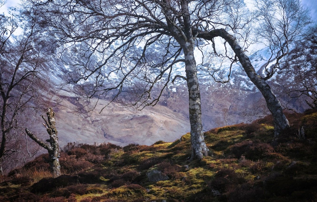 Autumn Heather Wallpapers - Wallpaper Cave