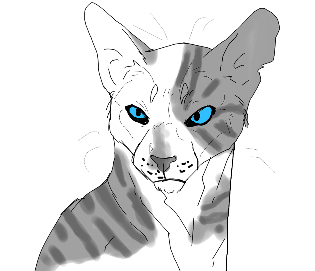 Ivypool Wallpapers - Wallpaper Cave