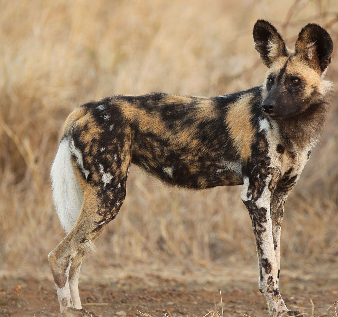 Wild Dogs Wallpapers - Wallpaper Cave