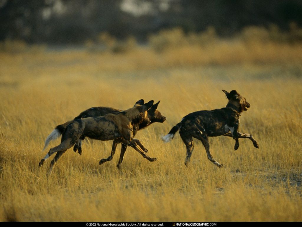 Wild Dogs Wallpapers - Wallpaper Cave