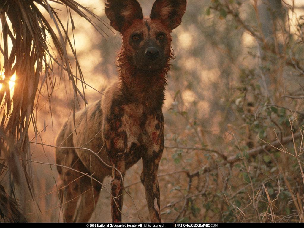 Wild Dogs Wallpapers - Wallpaper Cave