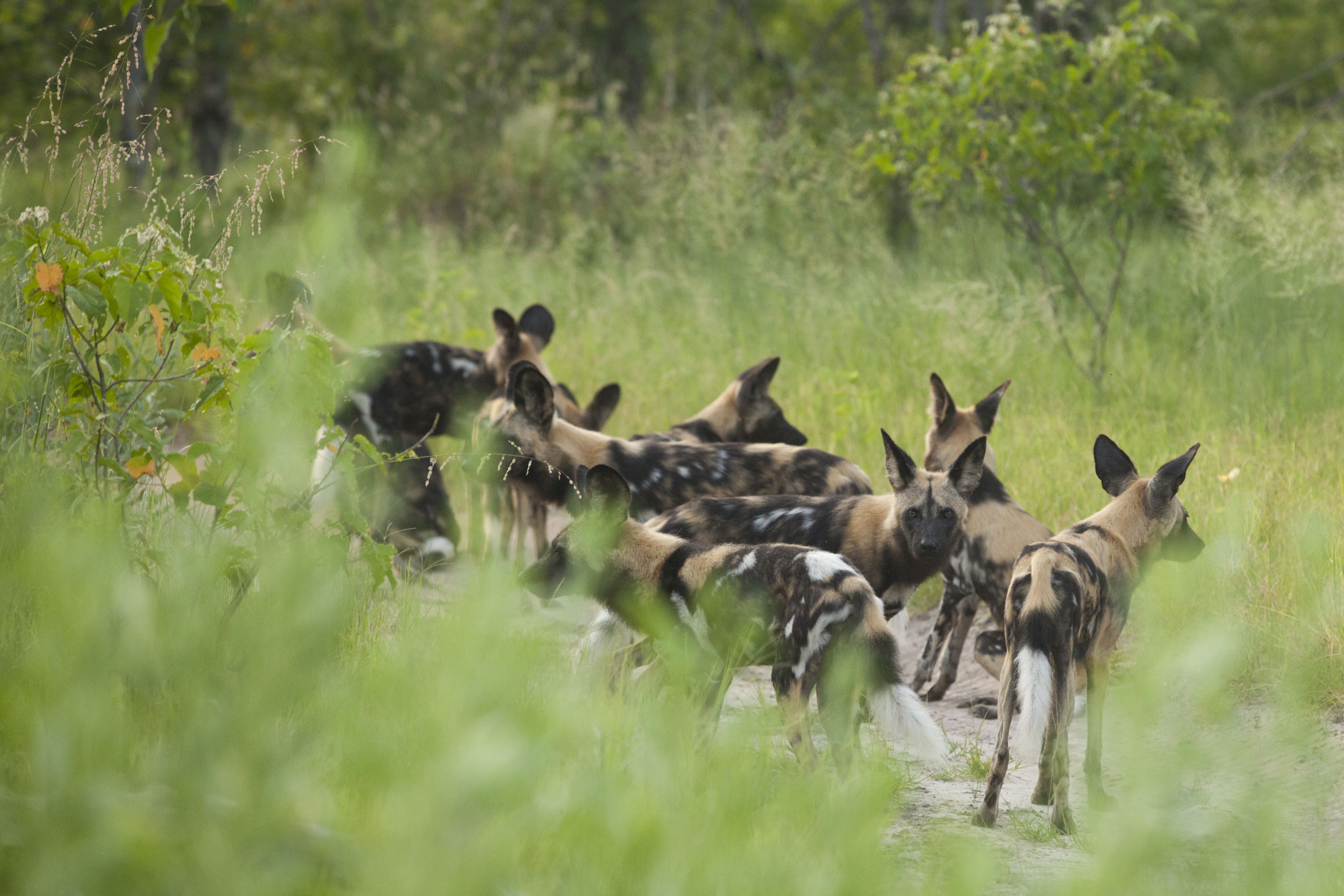 Wild Dogs Wallpapers - Wallpaper Cave