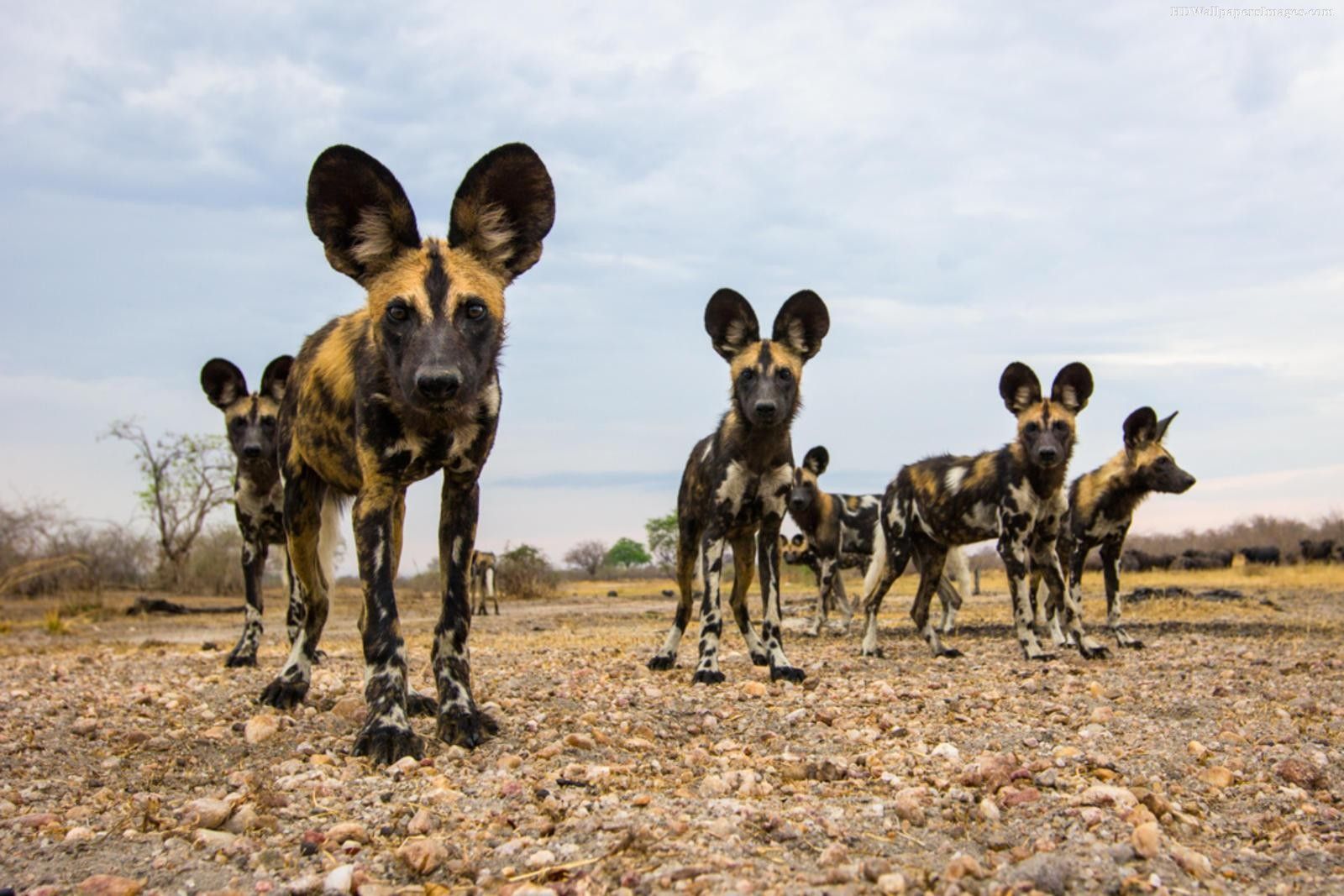 Wild Dogs Wallpapers - Wallpaper Cave