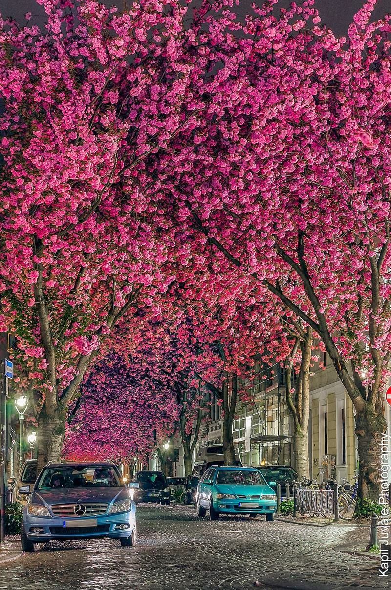 Bonn Wallpapers - Wallpaper Cave