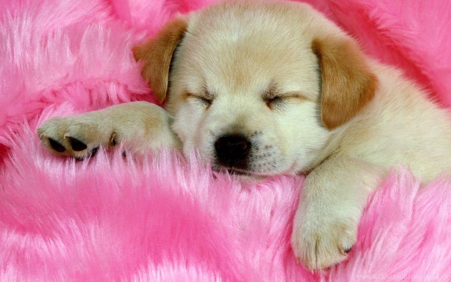 Labrador Puppies Wallpapers - Wallpaper Cave