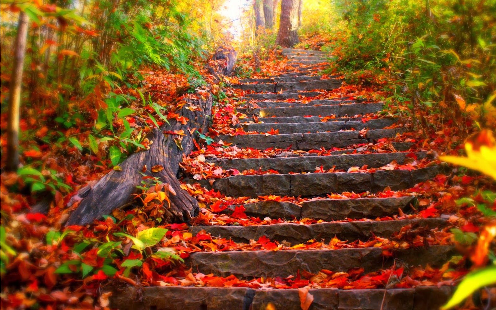 Autumn Beautiful Wallpapers - Wallpaper Cave