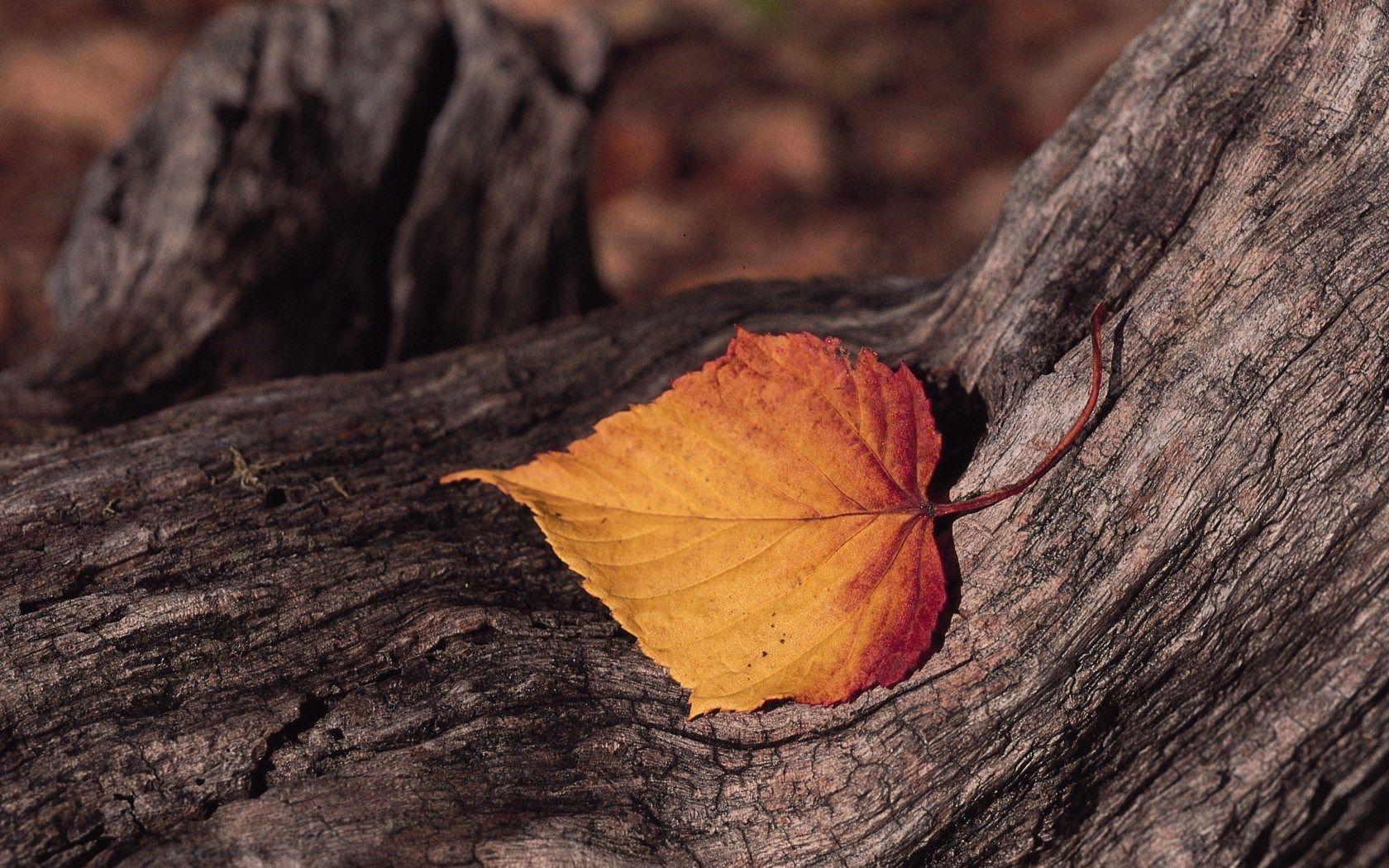 One Autumn Leaf Wallpapers - Wallpaper Cave