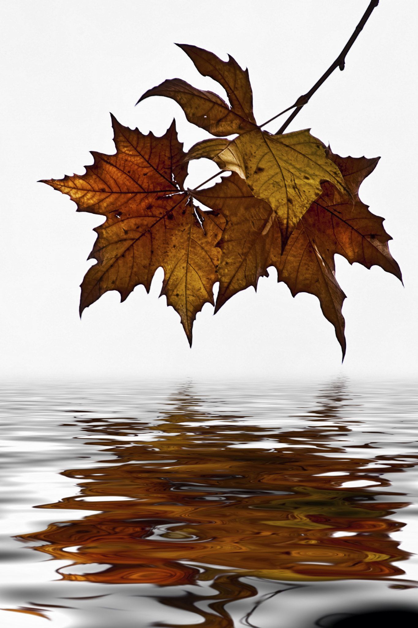 One Autumn Leaf Wallpapers - Wallpaper Cave