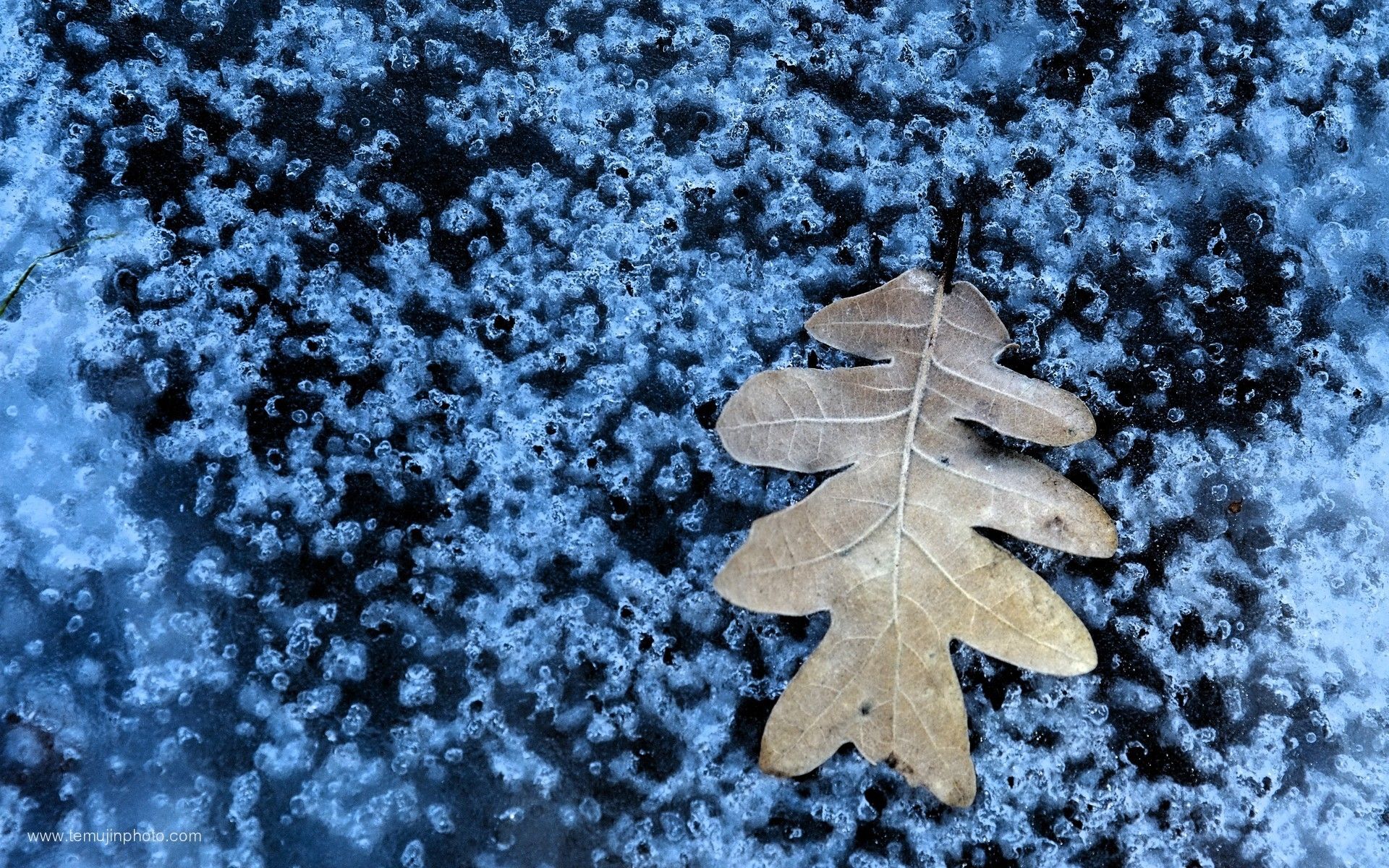 One Autumn Leaf Wallpapers Wallpaper Cave one-autumn-leaf-wallpapers-wallpaper-cave