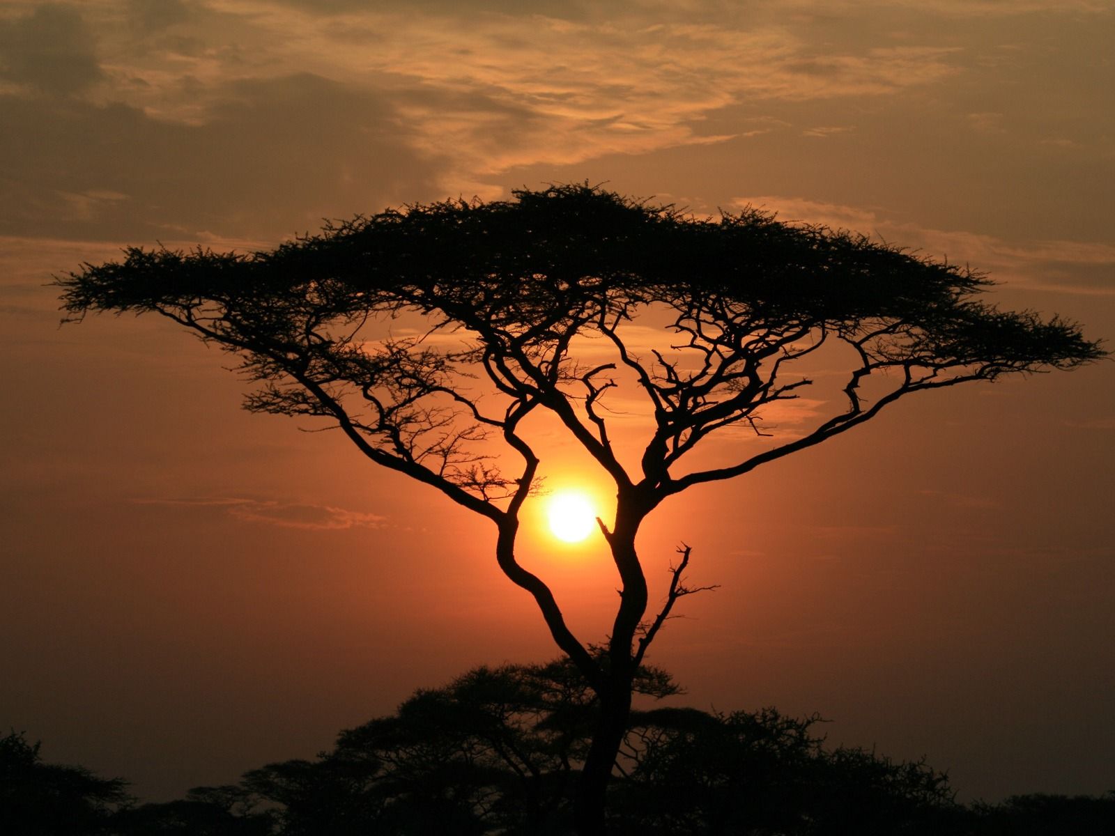 Tree In Sunset Wallpapers - Wallpaper Cave