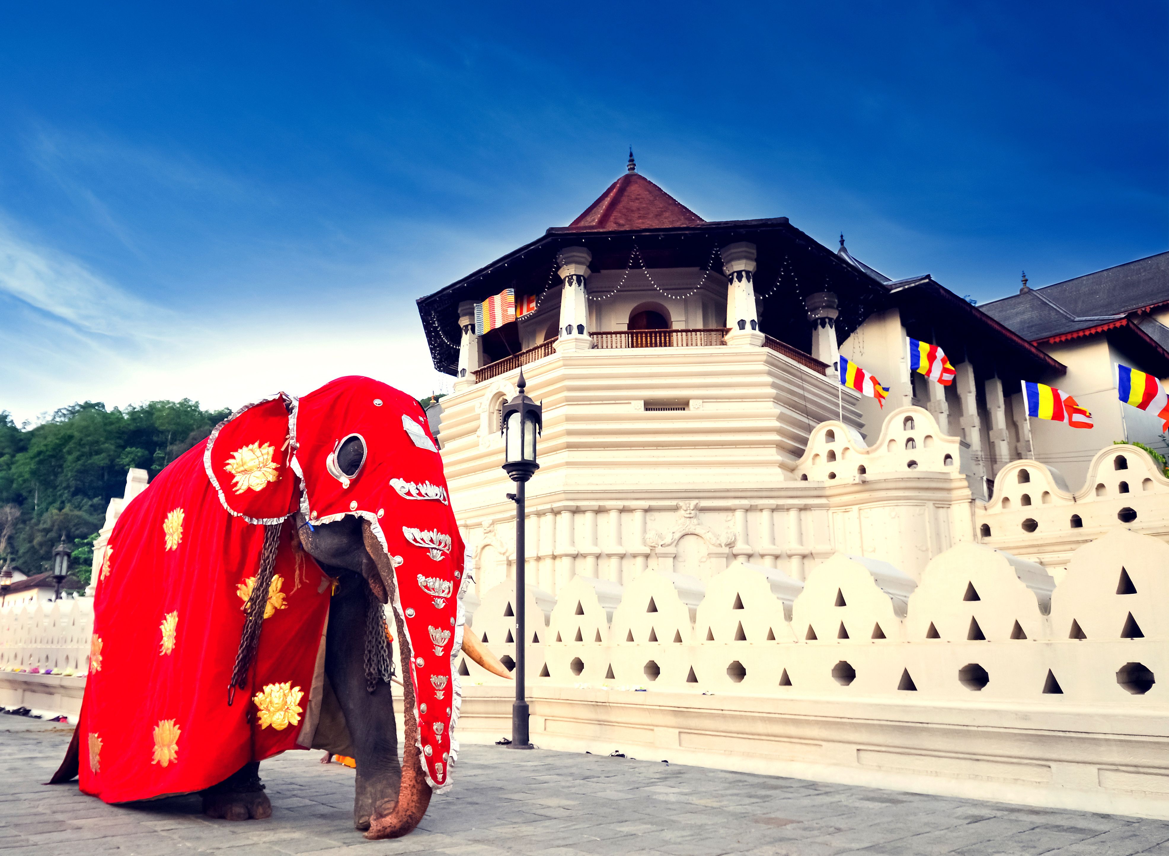 Kandy Wallpapers Wallpaper Cave Kandy Wallpapers Wallpaper Cave