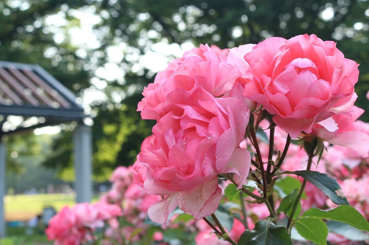 Rose Park Wallpapers - Wallpaper Cave